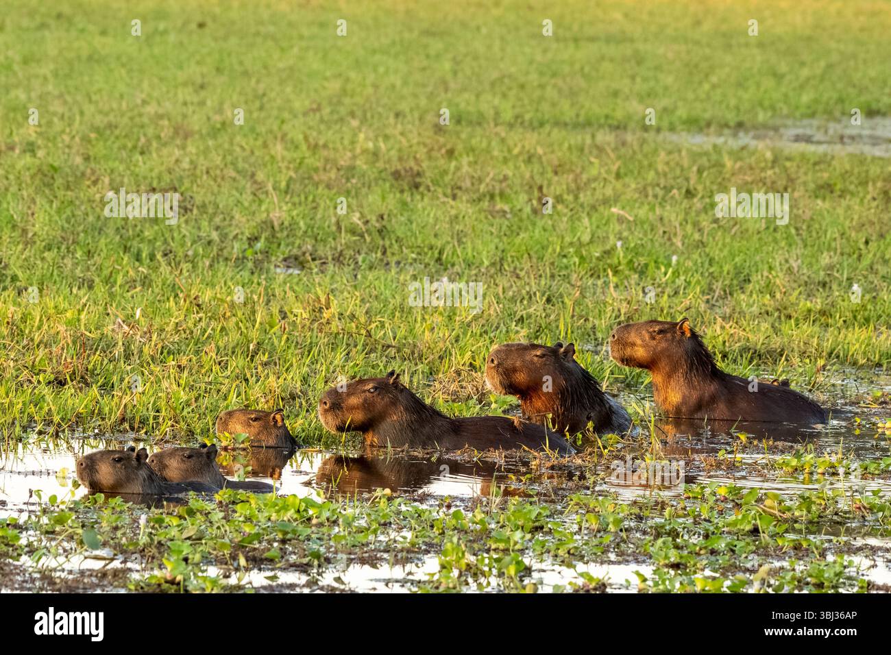 Capybaras, Hydrochoerus hydrochaeris, in a marshy field near Porto ...