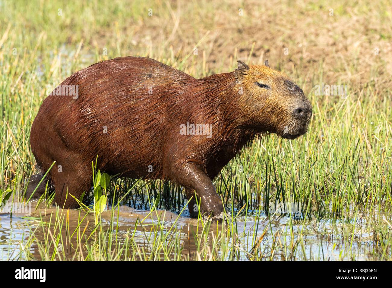 Capybara, Hydrochoerus hydrochaeris, in the Southern Pantanal region ...