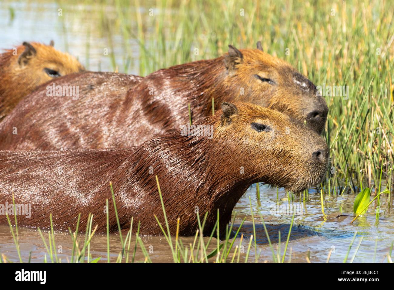Capybaras, Hydrochoerus hydrochaeris, in the Southern Pantanal region ...