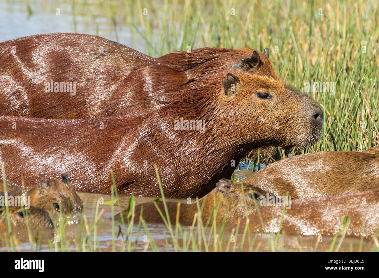 Capybaras, Hydrochoerus hydrochaeris, in the Southern Pantanal region ...