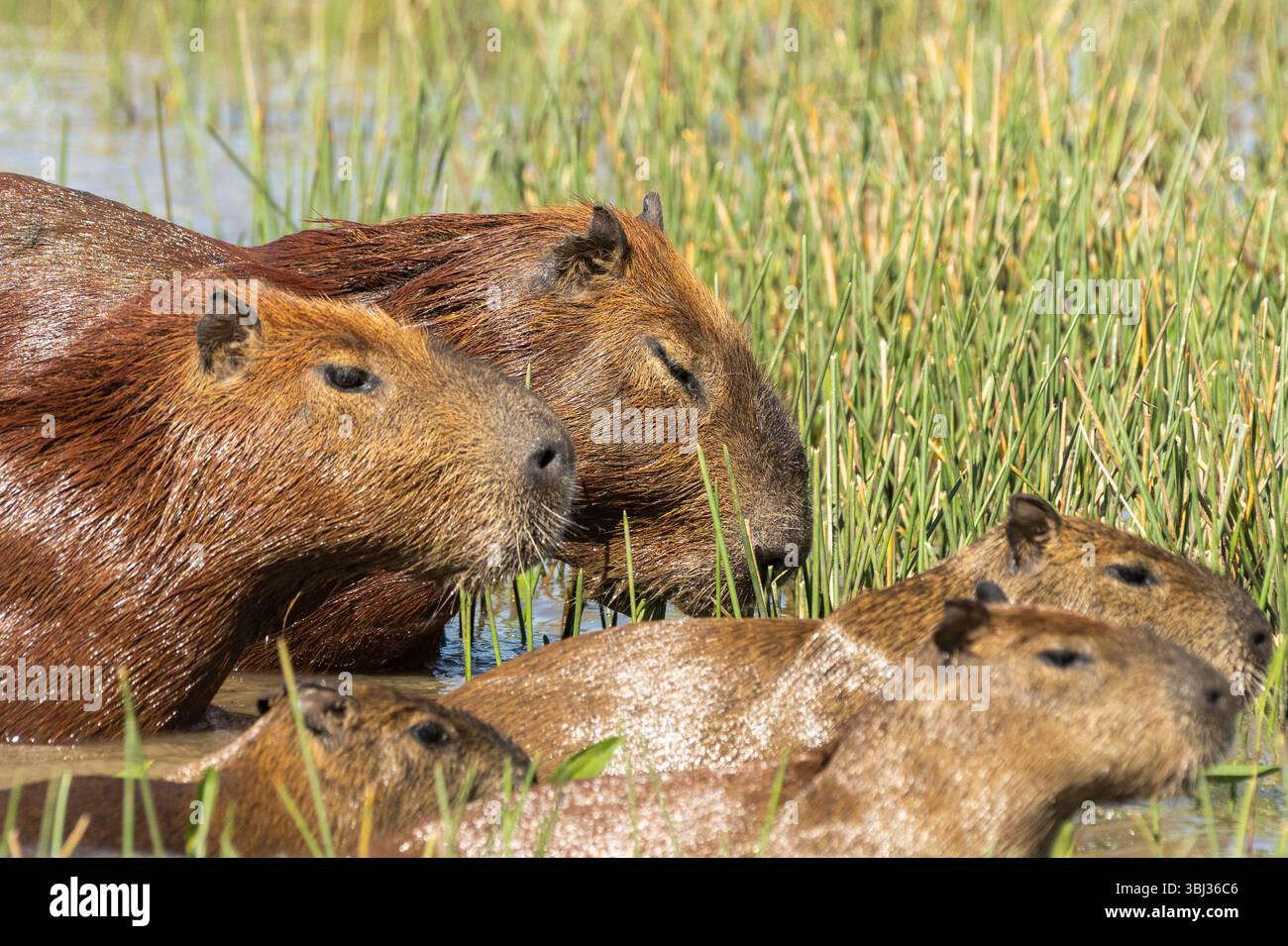 Capybaras, Hydrochoerus hydrochaeris, in the Southern Pantanal region ...