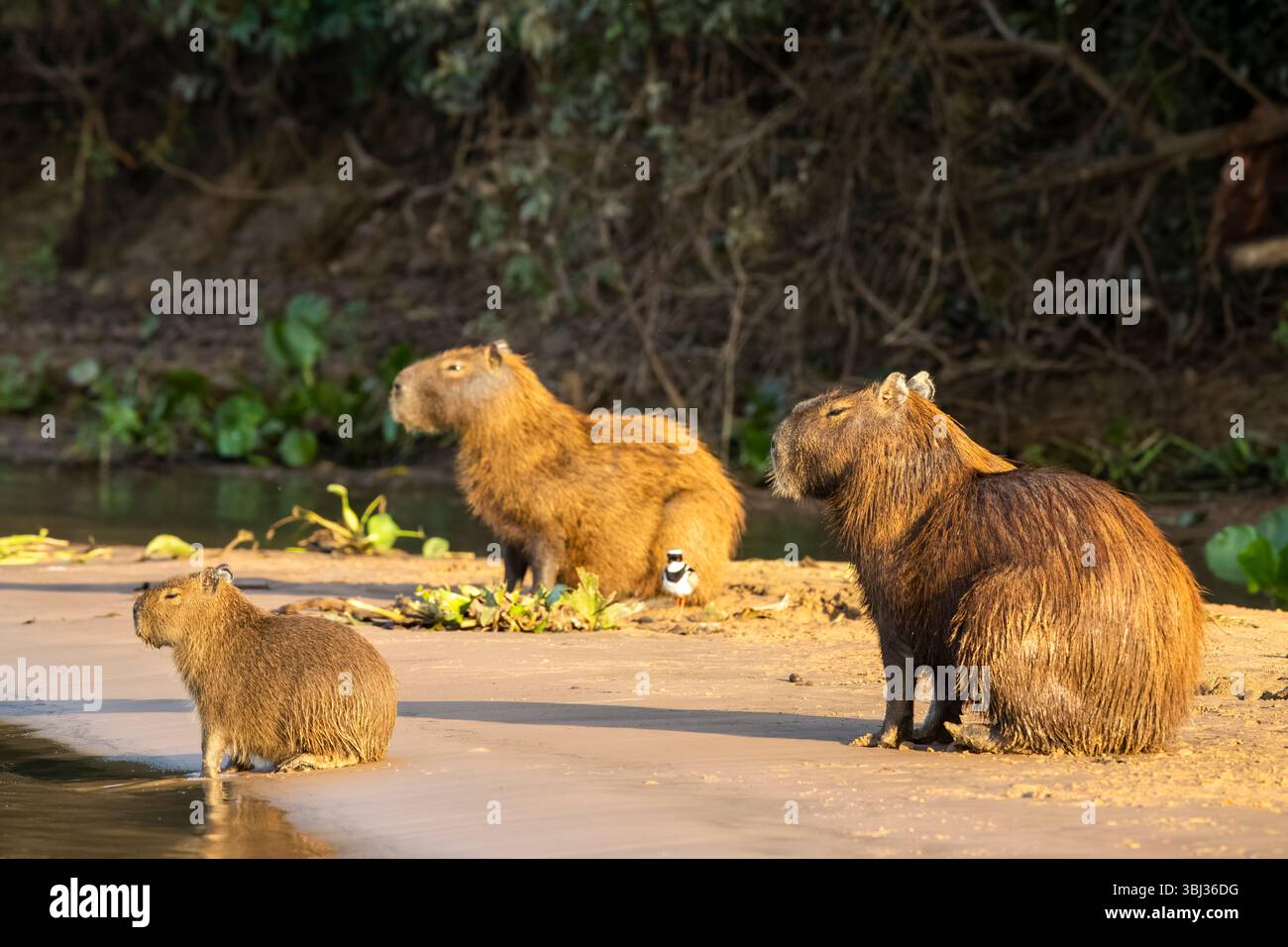 A family of Capybaras, Hydrochoerus hydrochaeris, on a riverbank near ...
