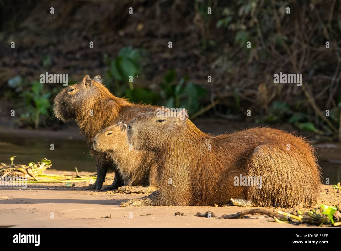 A family of Capybaras, Hydrochoerus hydrochaeris, on a riverbank near ...