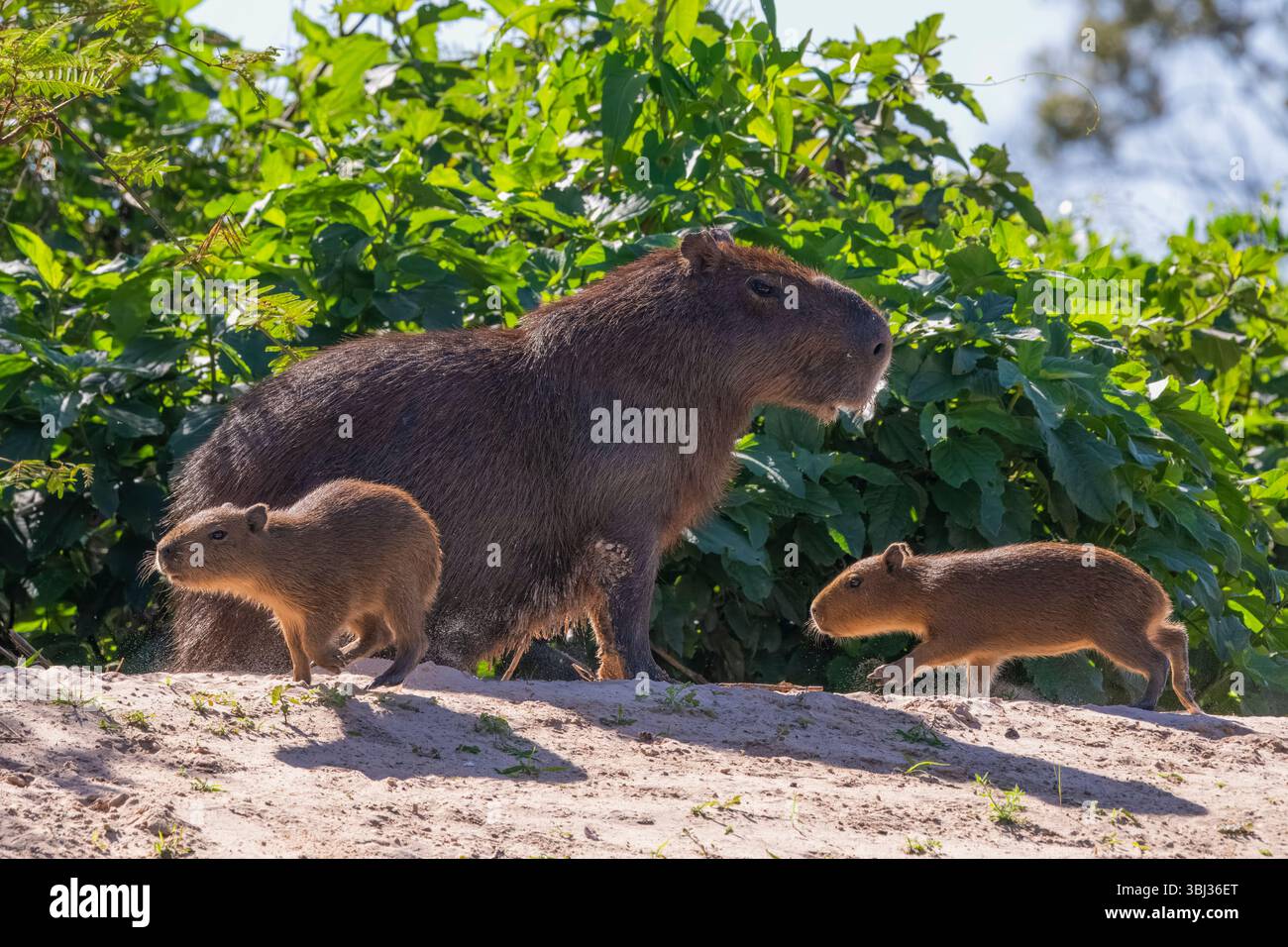A family of Capybaras, Hydrochoerus hydrochaeris, on a riverbank near ...