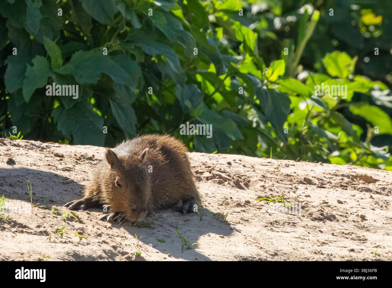 A juvenile Capybara, Hydrochoerus hydrochaeris, on a riverbank near ...