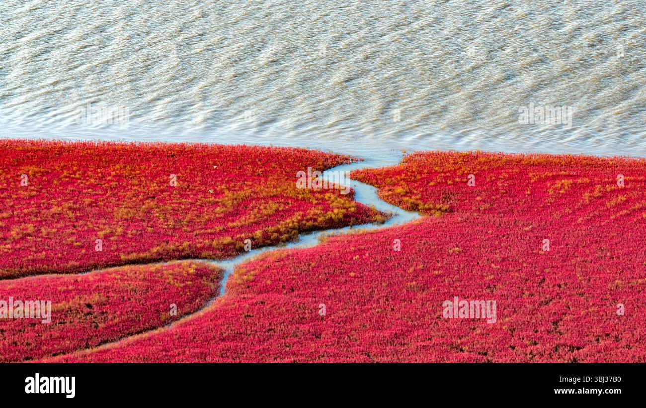 QINGDAO, CHINA - JUNE 12, 2025 - The red Suaeda glauca in the Wuhekou ...