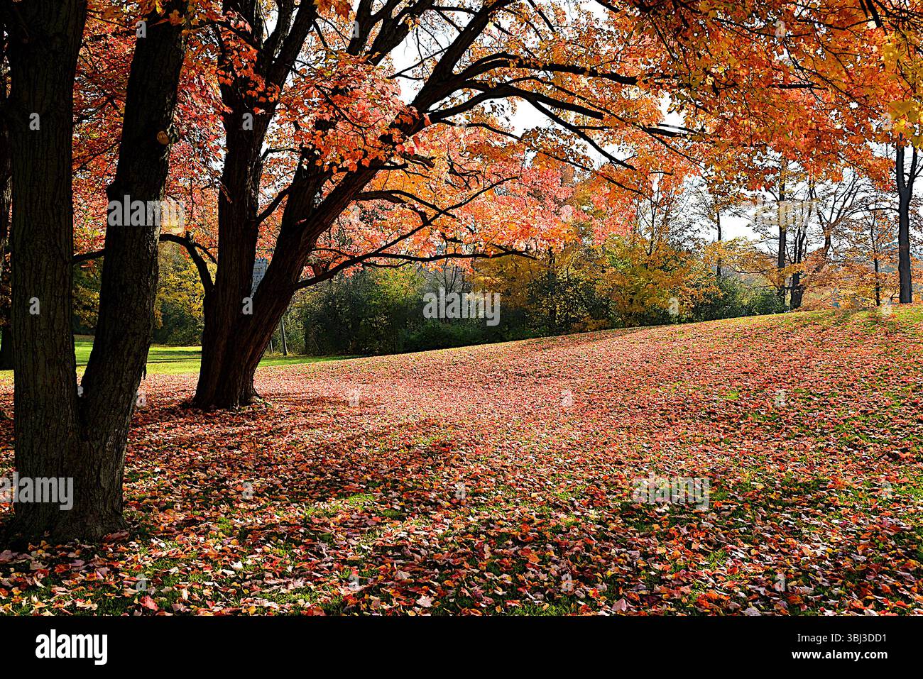 Vibrant Autumn Foliage: A Captivating Scene of Fallen Leaves Blanketing ...