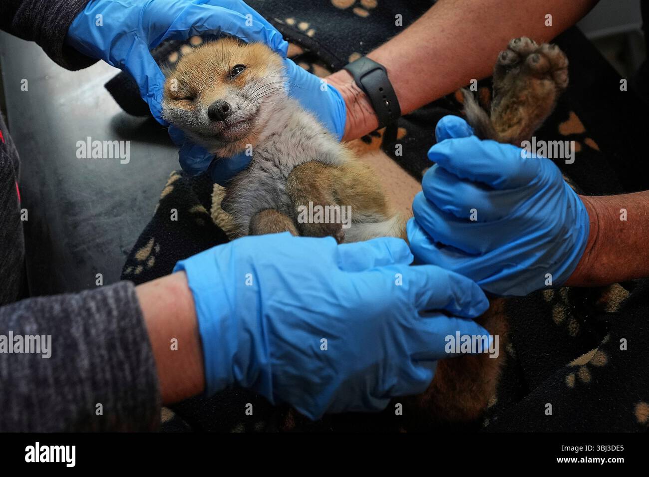 Volunteers examine a fox cub at the hospital run by The Fox Project ...