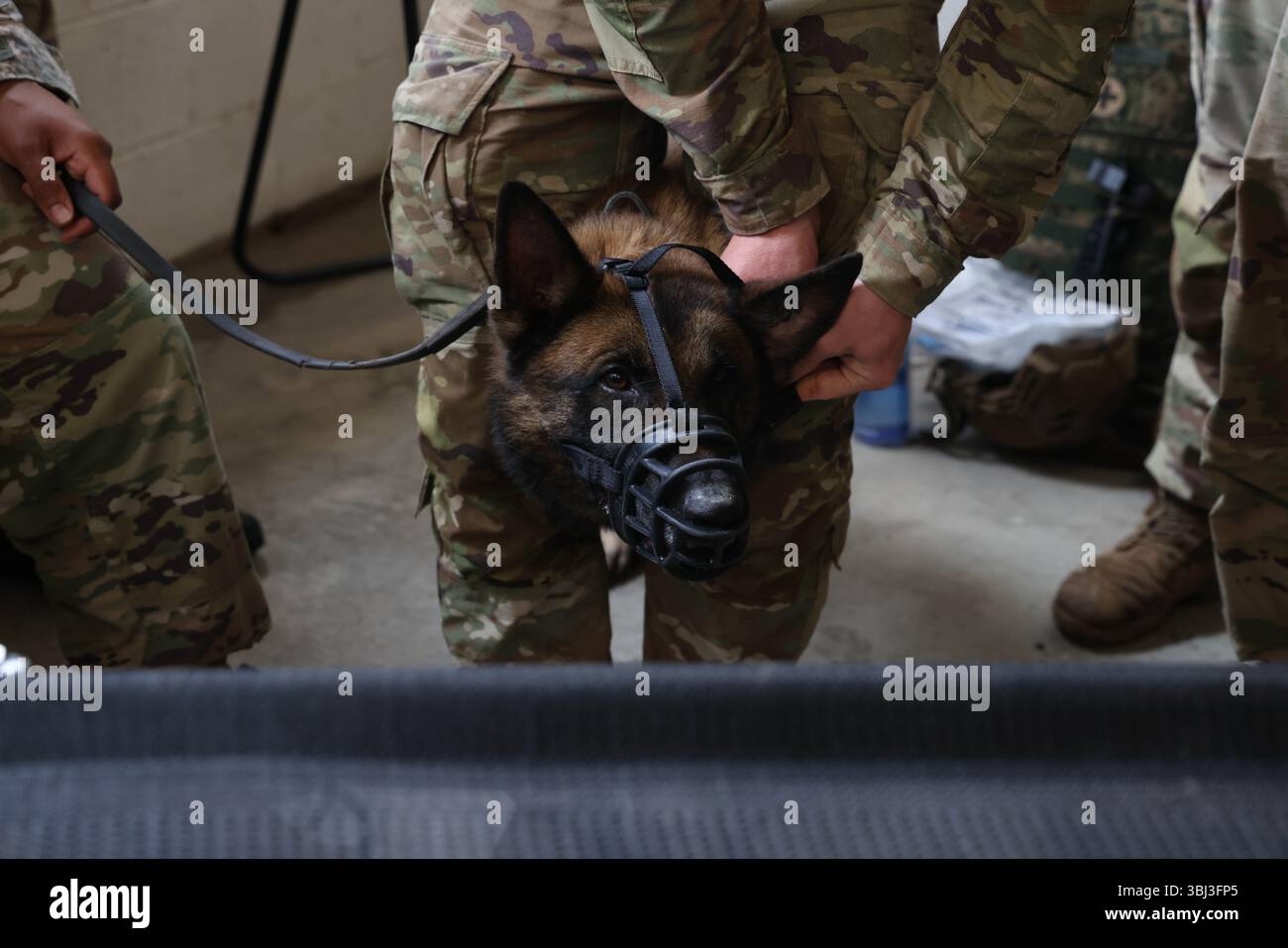 Egon, a U.S. Army Military Working Dog (MWD) assigned to the 226th ...