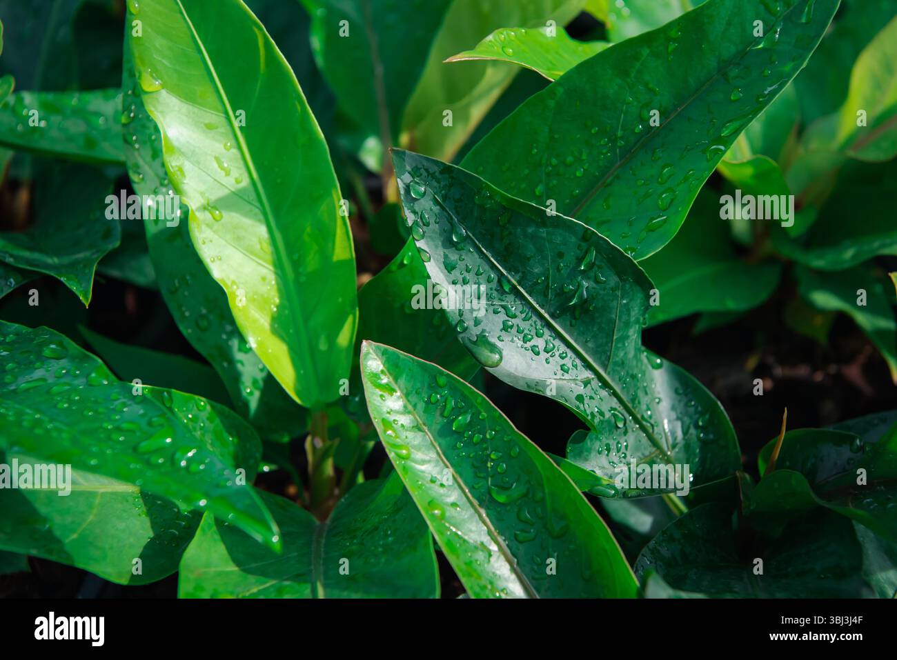 Greenery background, green color of nature plant and leaf environment ...