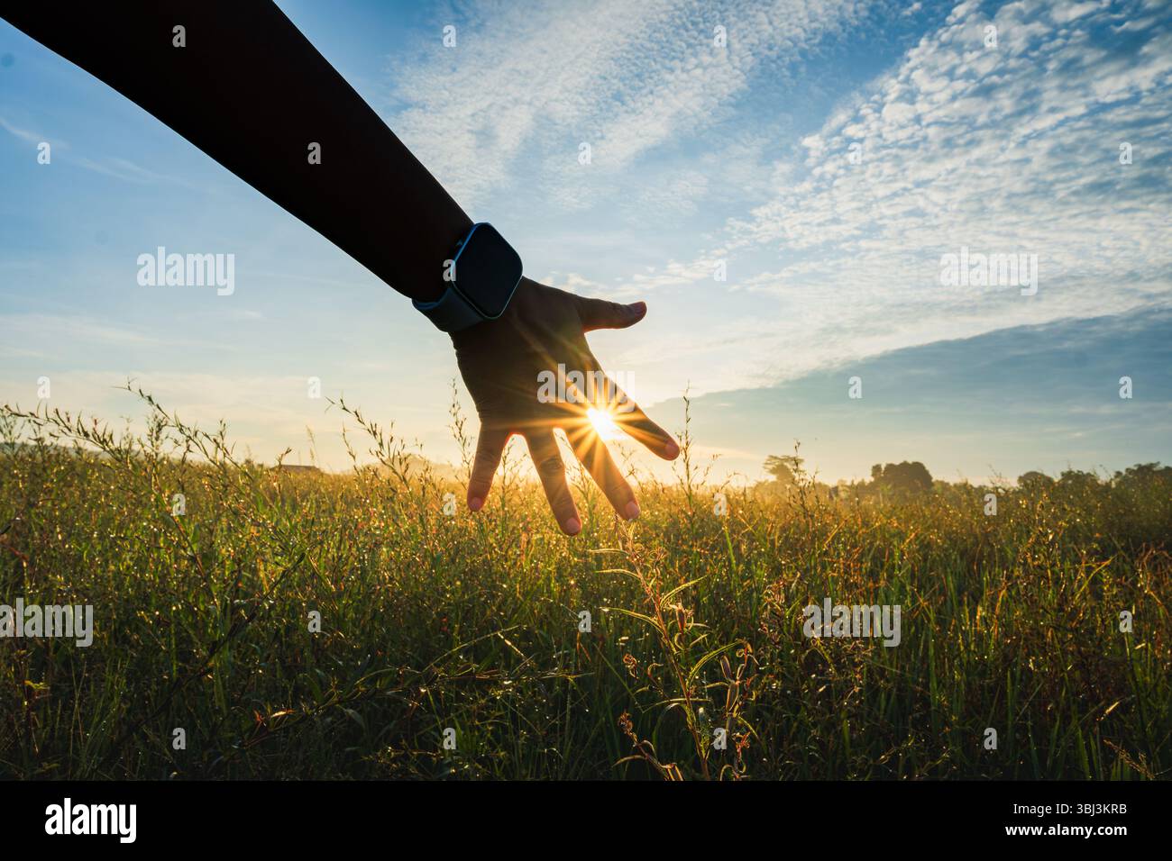 A person stretches an open hand toward the rising sun in a golden, dew ...