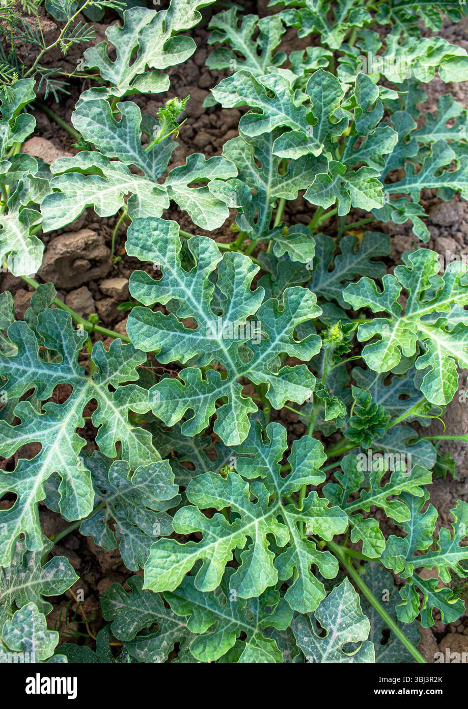 A young watermelon bush grows in the garden on the ground Stock Photo ...