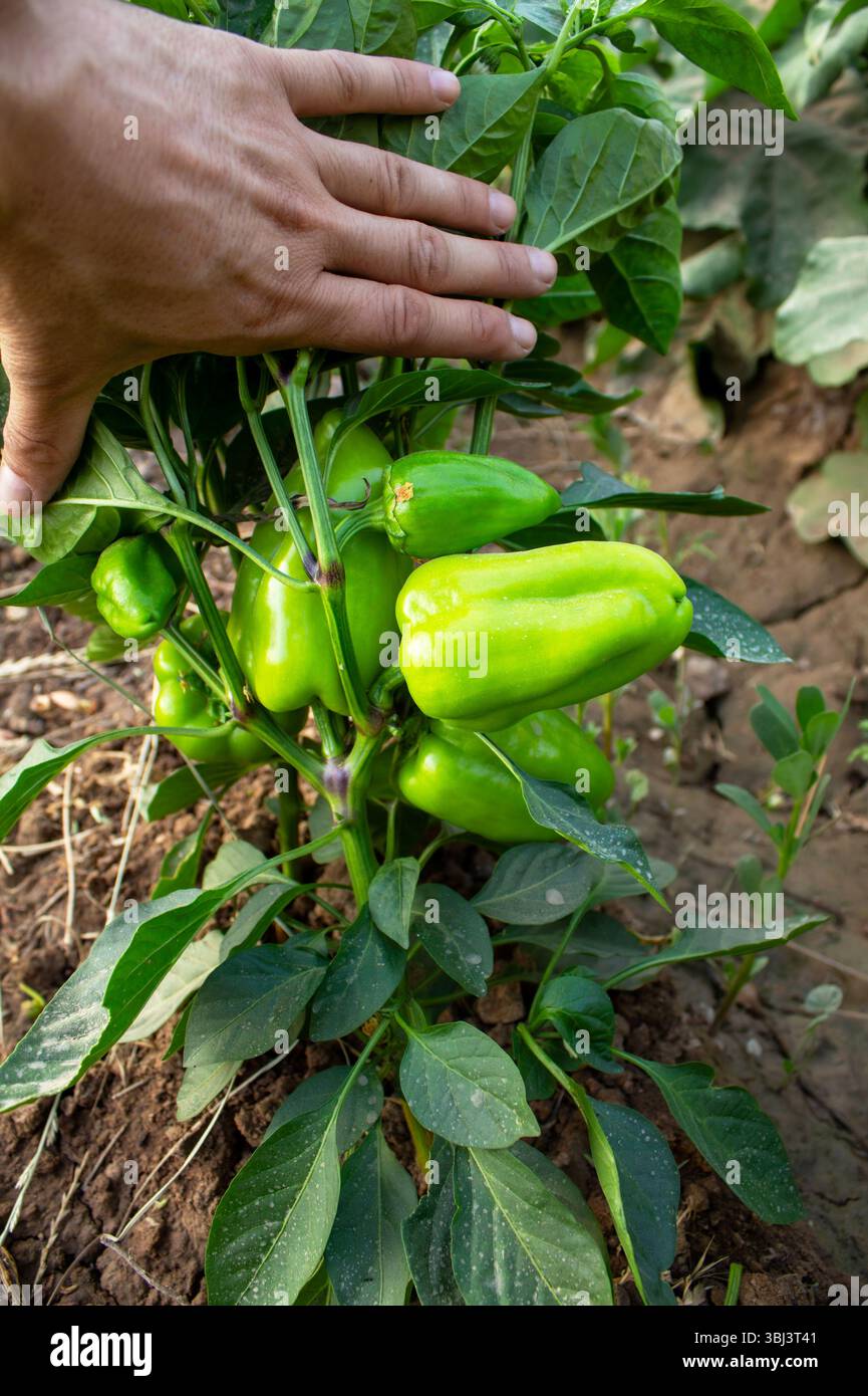Bell pepper fruits grow on bushes in the garden Stock Photo - Alamy