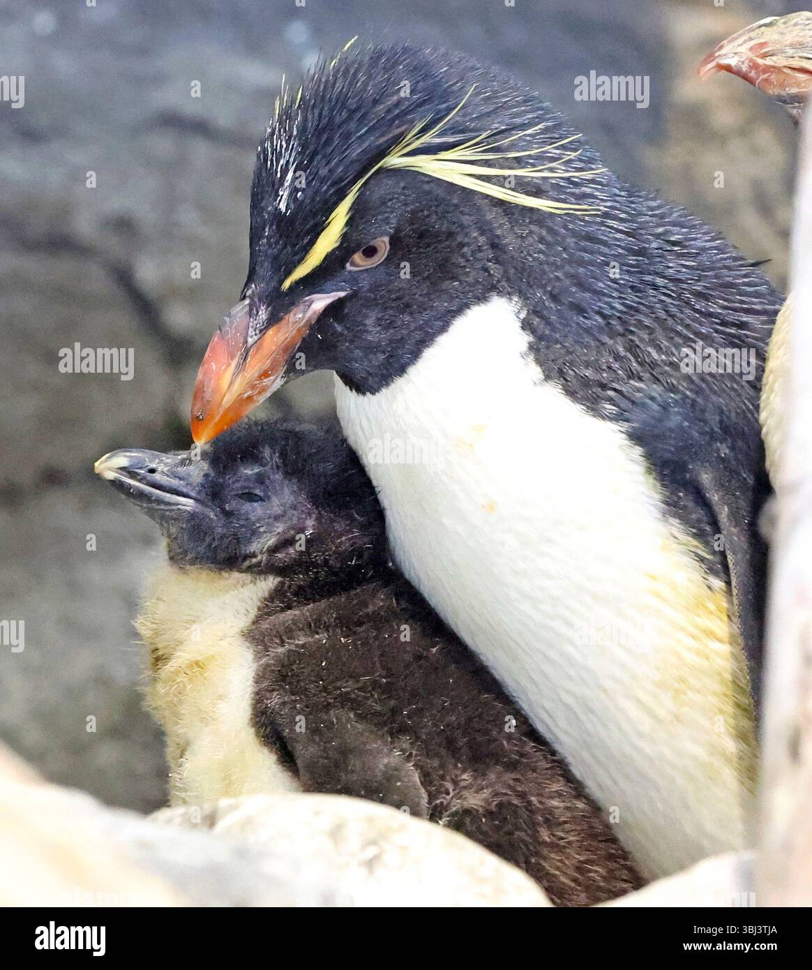 A baby of the Western rockhopper penguin (L) which was born at Kaiyukan ...