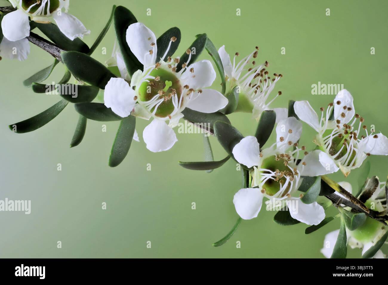 Leptospermum obovatum hi-res stock photography and images - Alamy