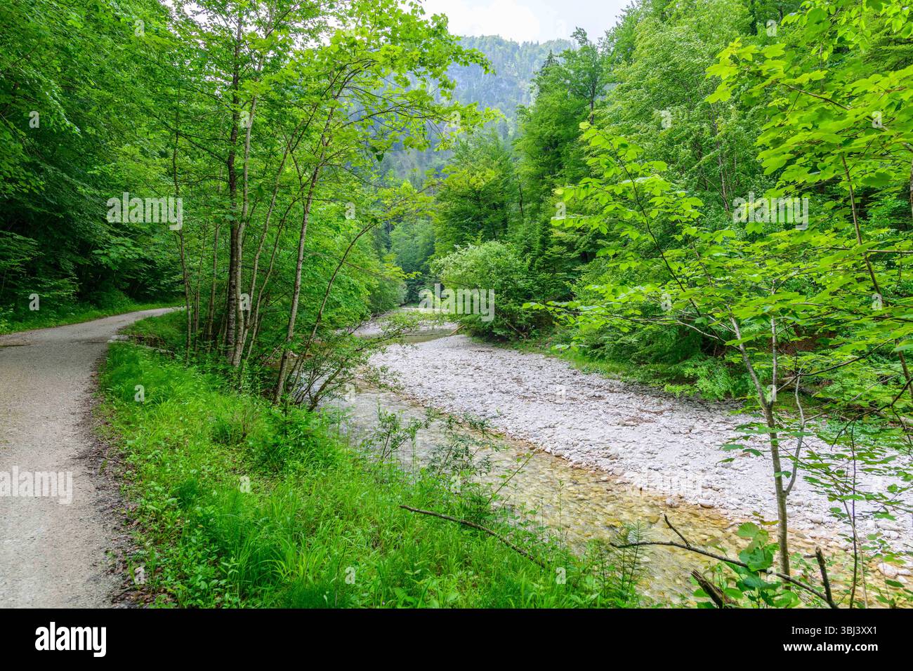 road beside river grosser bach in the upper austrian national park ...