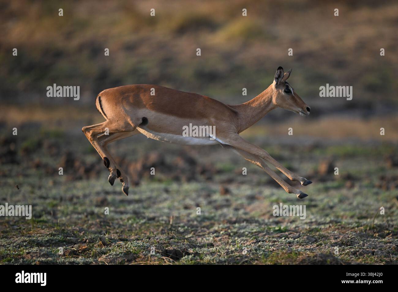Female impala jumping across plain in mid-air Stock Photo - Alamy
