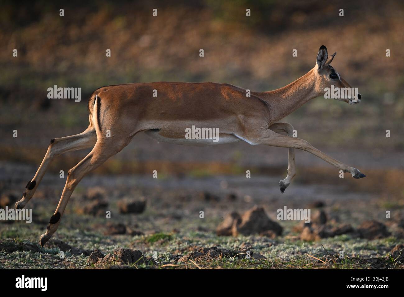 Female impala jumps with legs off ground Stock Photo - Alamy