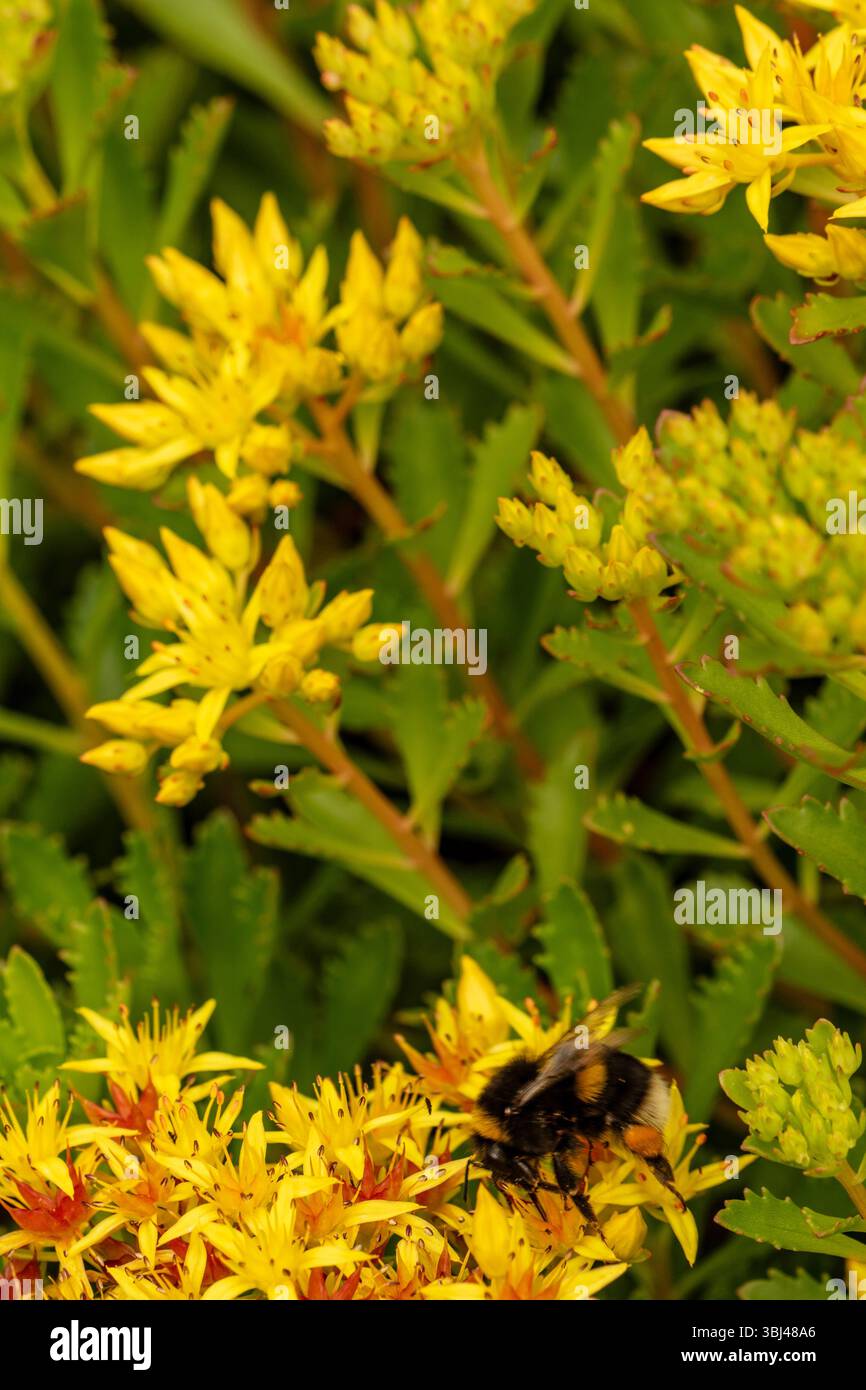 Natural very close up flowering plant portrait of star-like Sedum ...