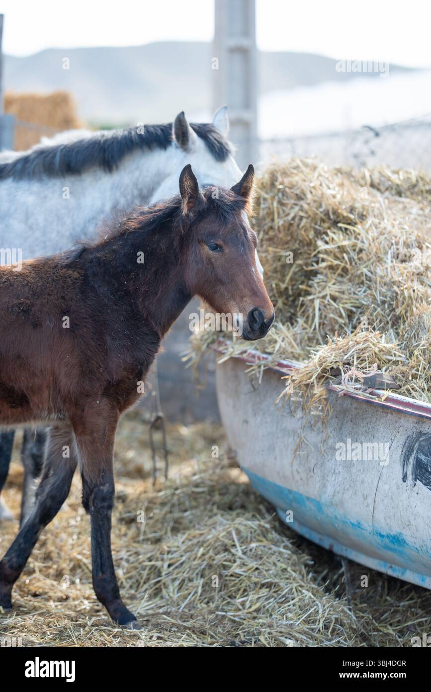 Black and brown horses eating hay Stock Photo - Alamy