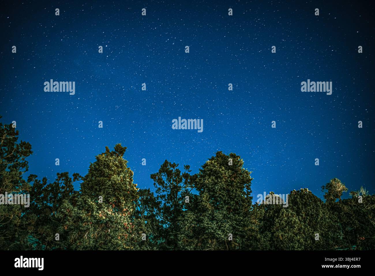 Starry Night Sky Above Tree Line in Brazil Stock Photo - Alamy