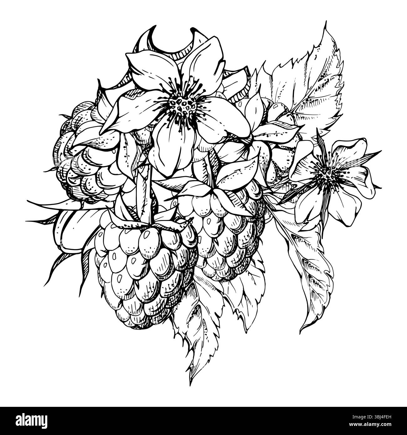 Raspberry flower buds, leaves, asymmetrical ripe forest garden berries ...