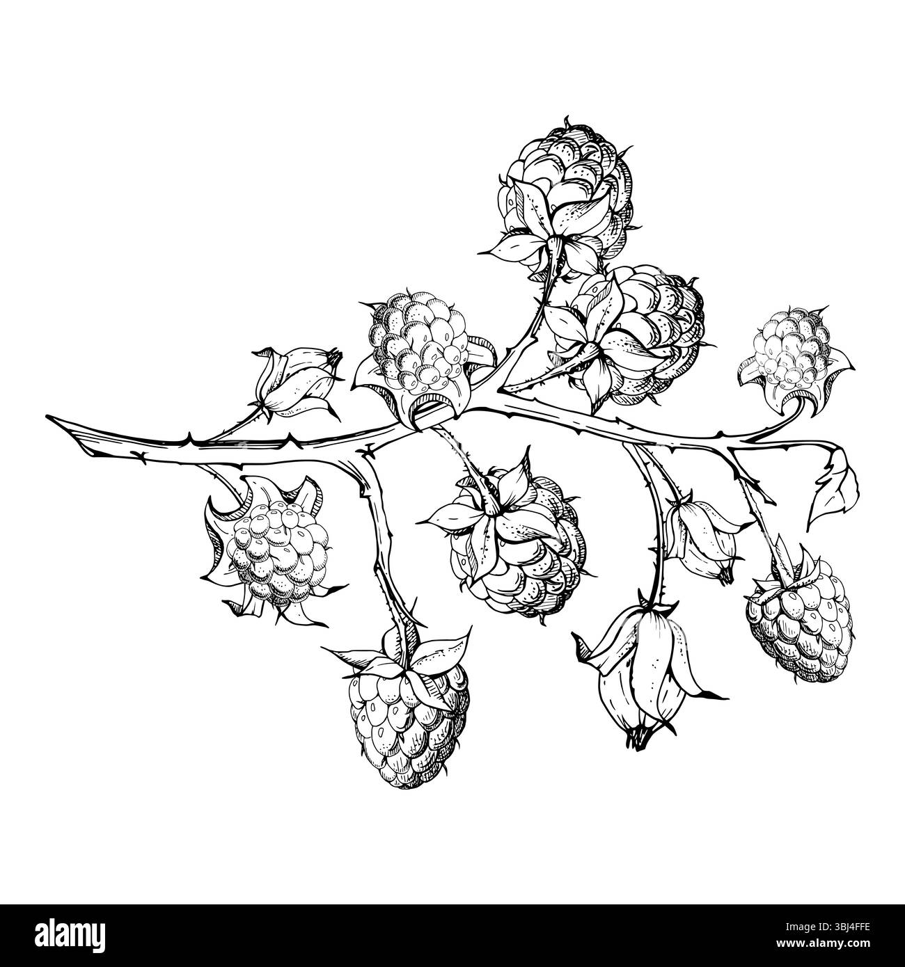 Loganberry plant garden Stock Vector Images - Alamy