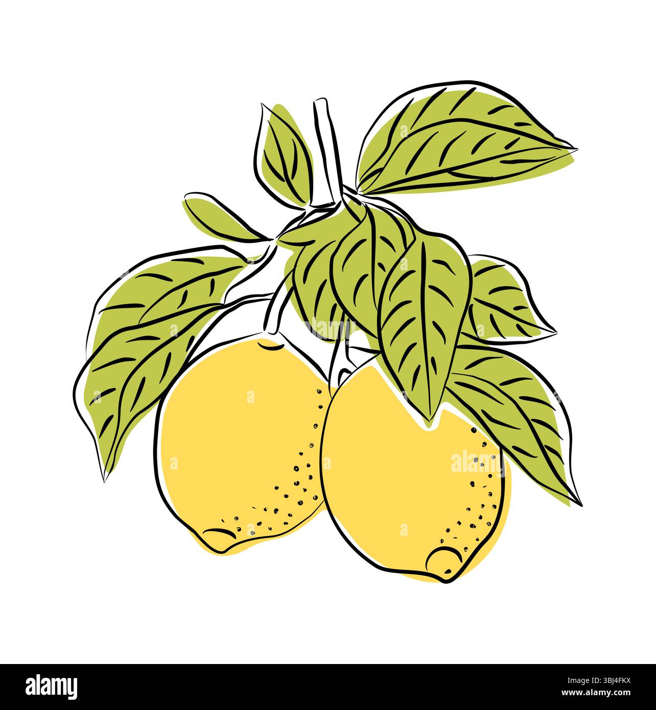 Lemons leaves on branch Stock Vector Images - Alamy