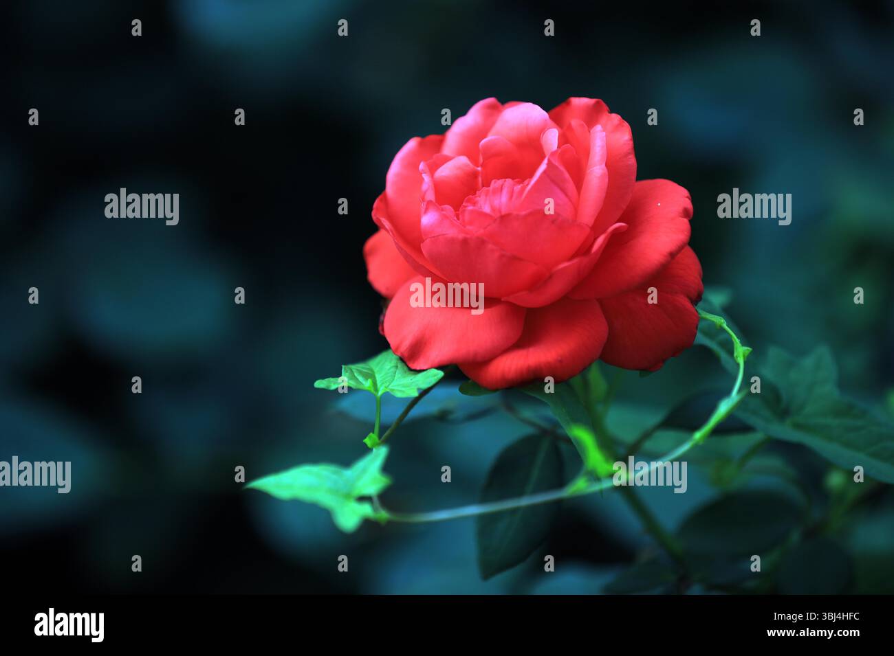 Chinese rose flowers are in full bloom in Huai'an City, east China's ...