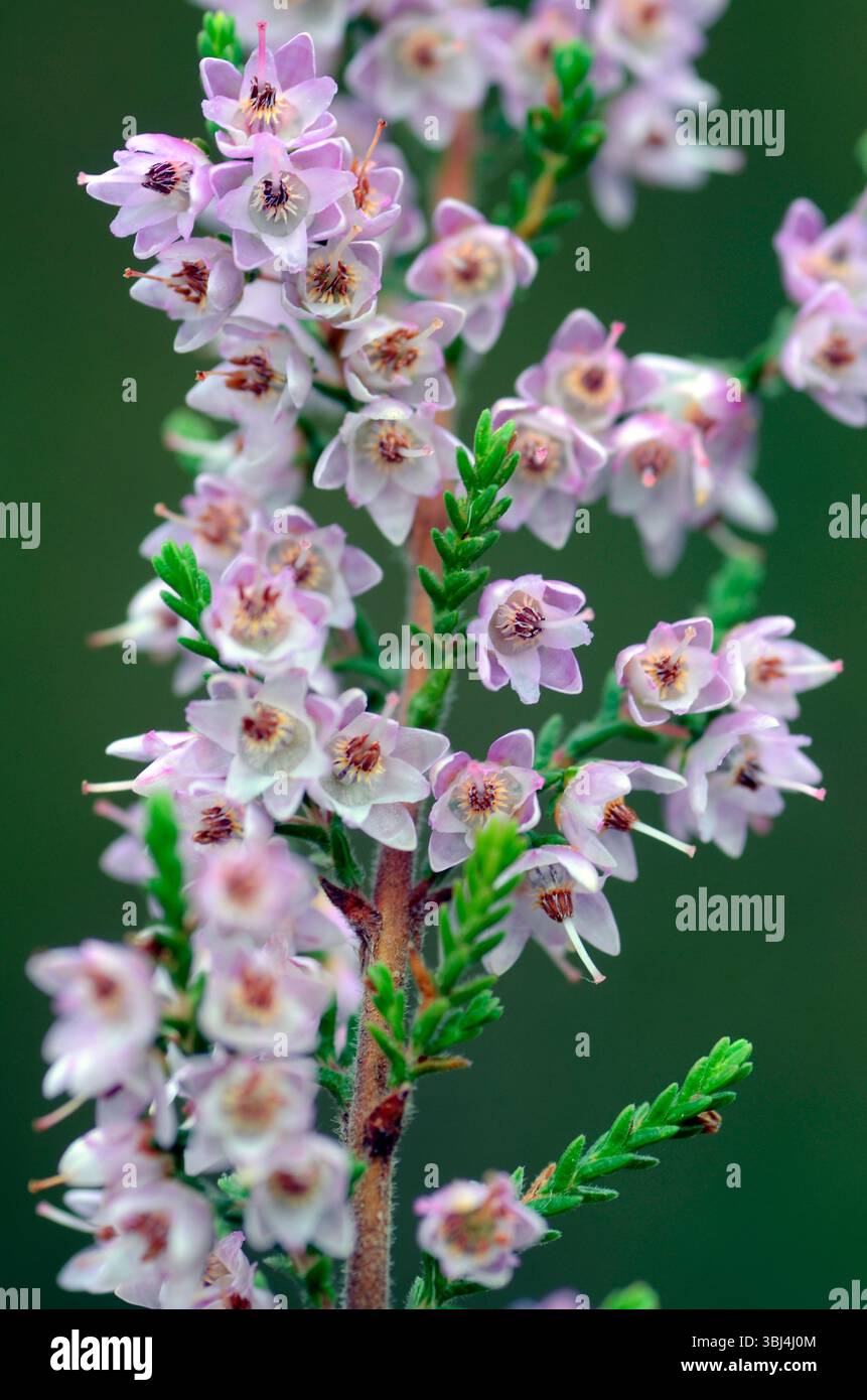 White and pink flowers of Spanish heath (Erica lusitanica Stock Photo ...