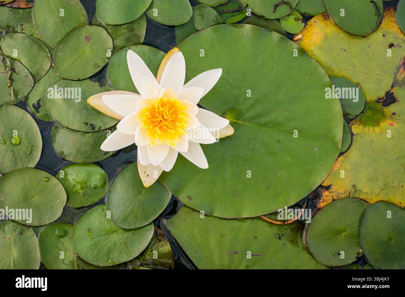 A top down view of a white water lily flower blooming among lily Stock ...