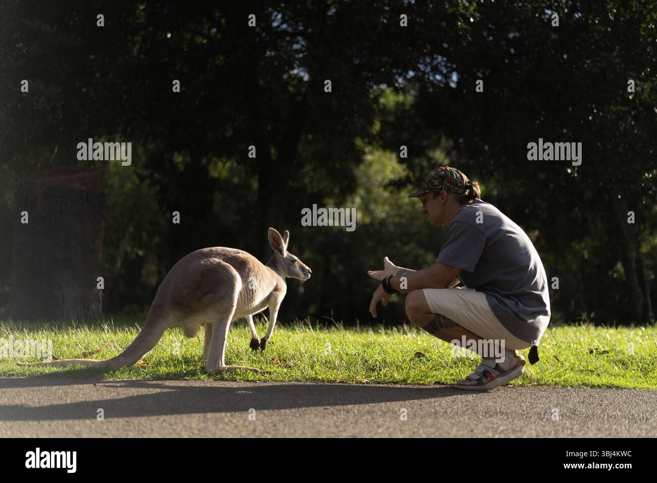 Fauna gesture hi-res stock photography and images - Alamy