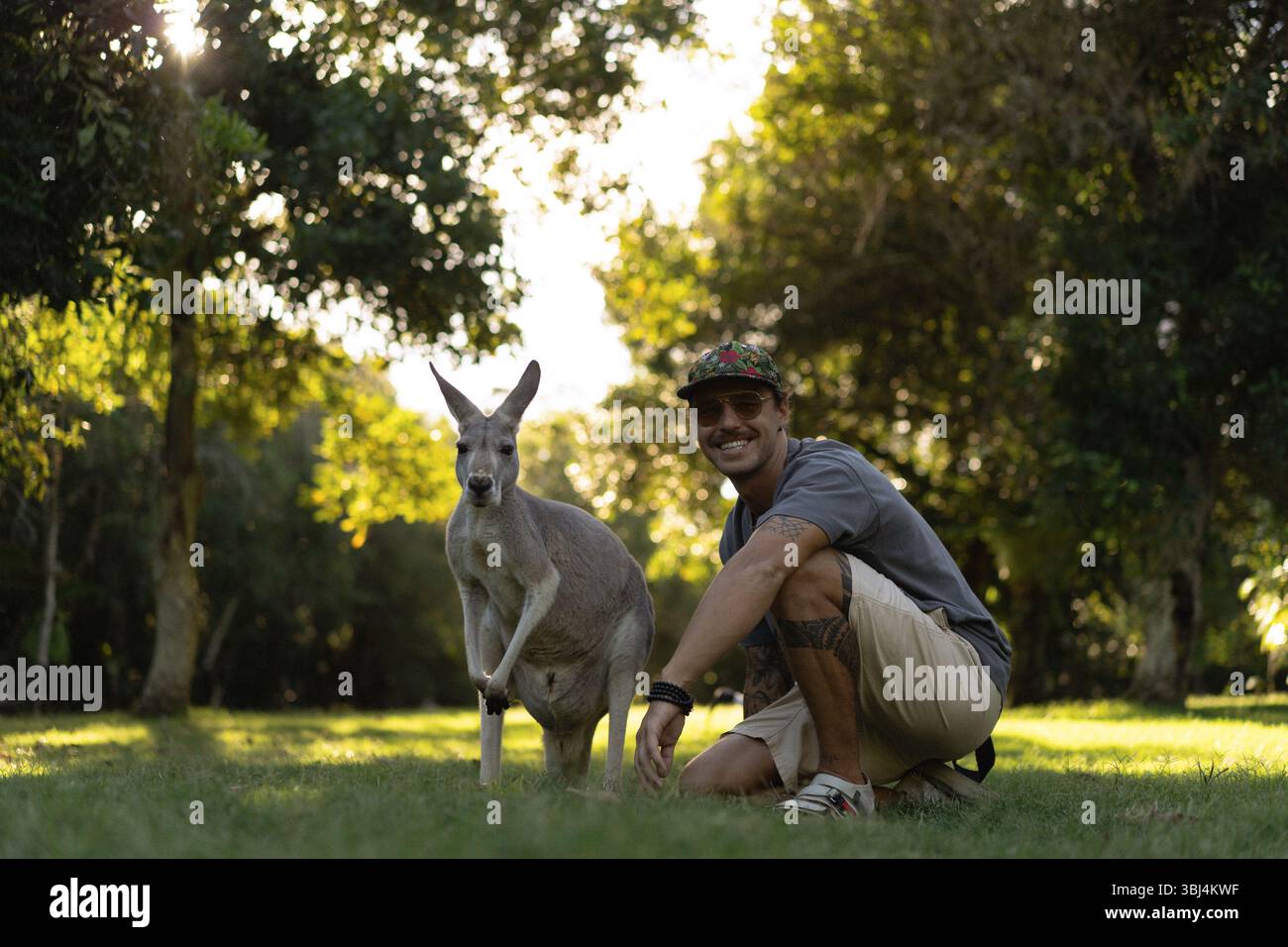 Kangaroo in natural light hi-res stock photography and images - Alamy