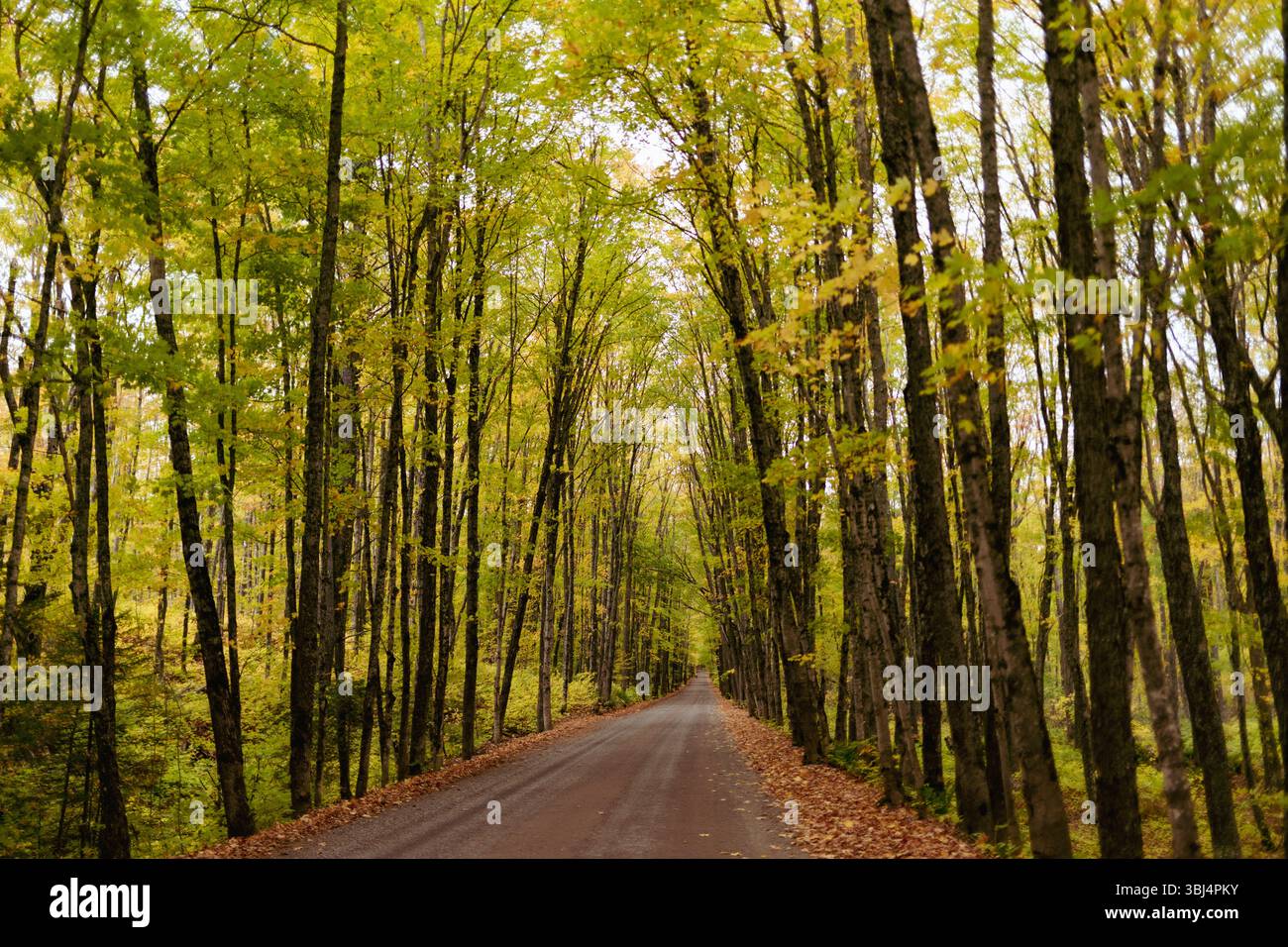 Fall Foliage road in the Keweenaw Peninsula Stock Photo - Alamy