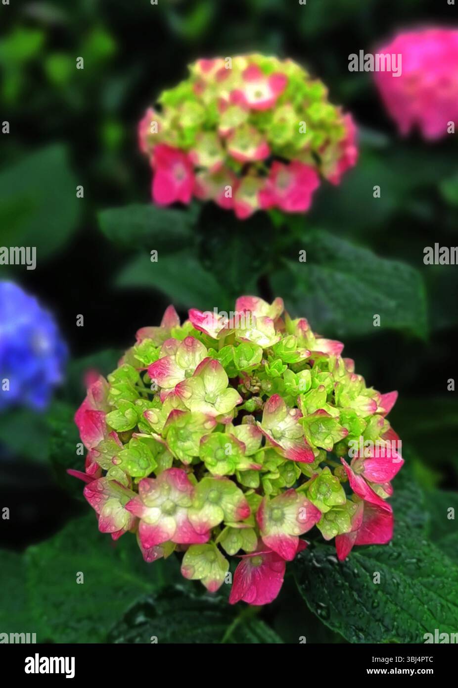 Hydrangea flowers bloom at a park in Qingdao City, east China's ...