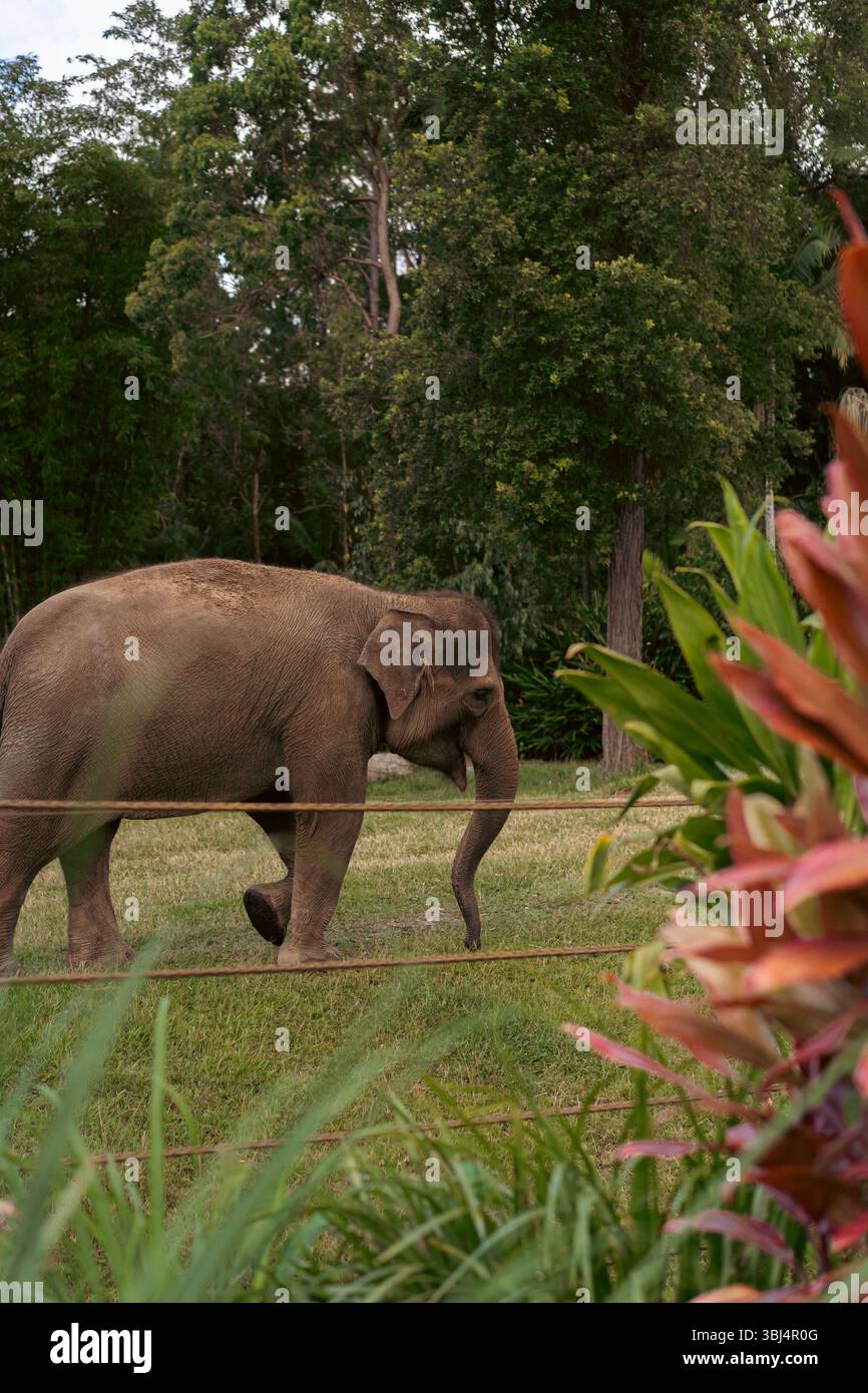 Asian elephant walking in zoo enclosure with tropical plants Stock ...