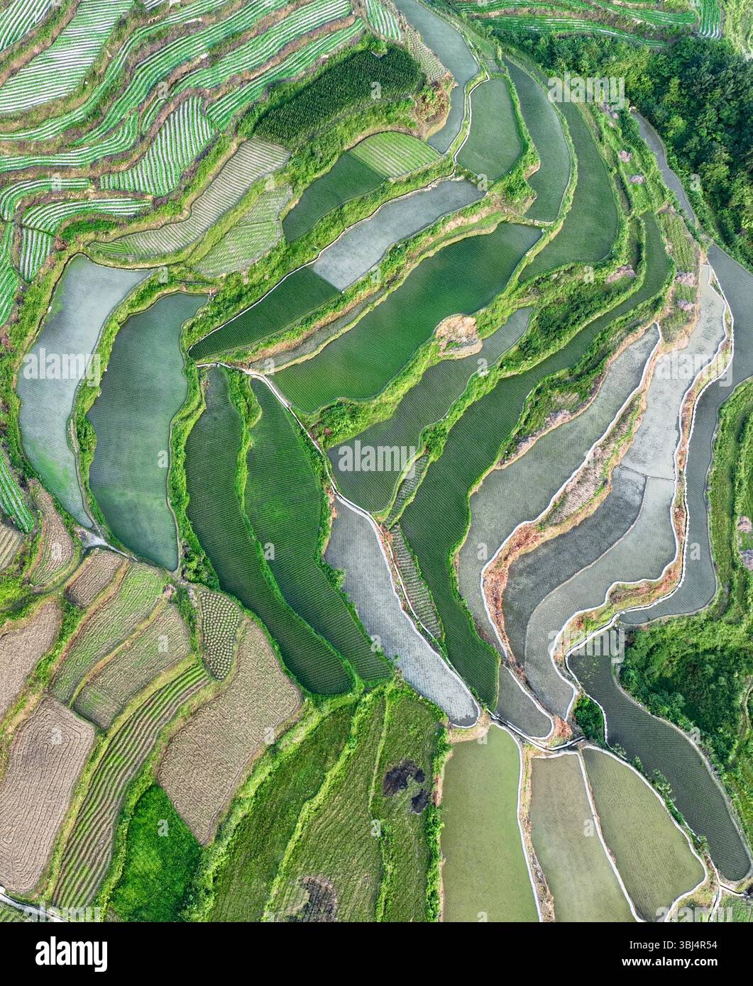 Aerial photo shows the terraced field in Youyang County, Chongqing ...