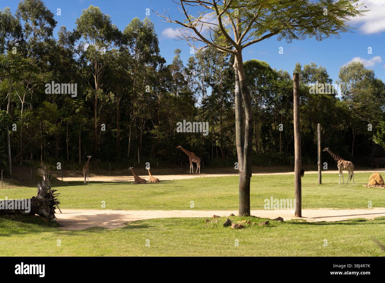 Giraffes roaming zoo savanna enclosure Stock Photo - Alamy