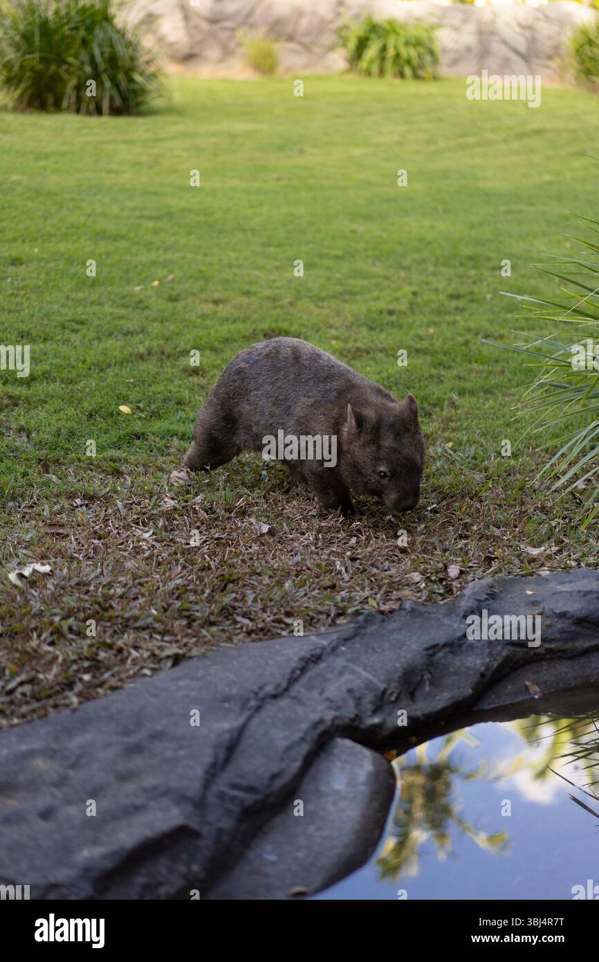 Wild wombat in forest grazing hi-res stock photography and images - Alamy
