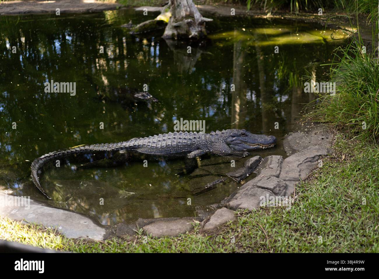 Alligator resting in a zoo pond Stock Photo - Alamy