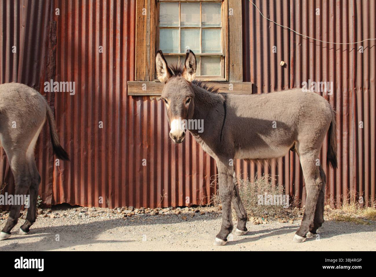 One and a half mules against dusty corrugated metal building Stock ...