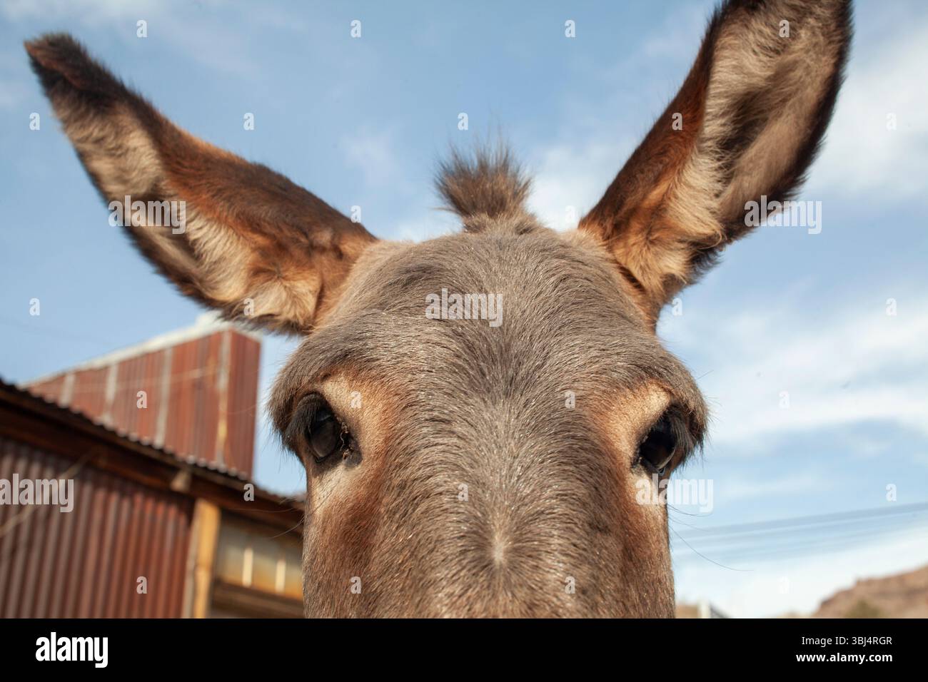 Near the viewer hi-res stock photography and images - Alamy