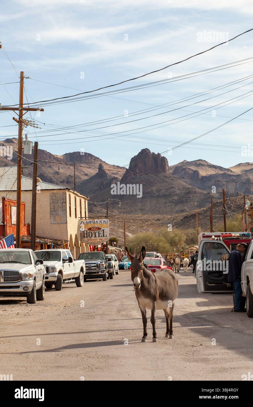 Mule stands in road hi-res stock photography and images - Alamy