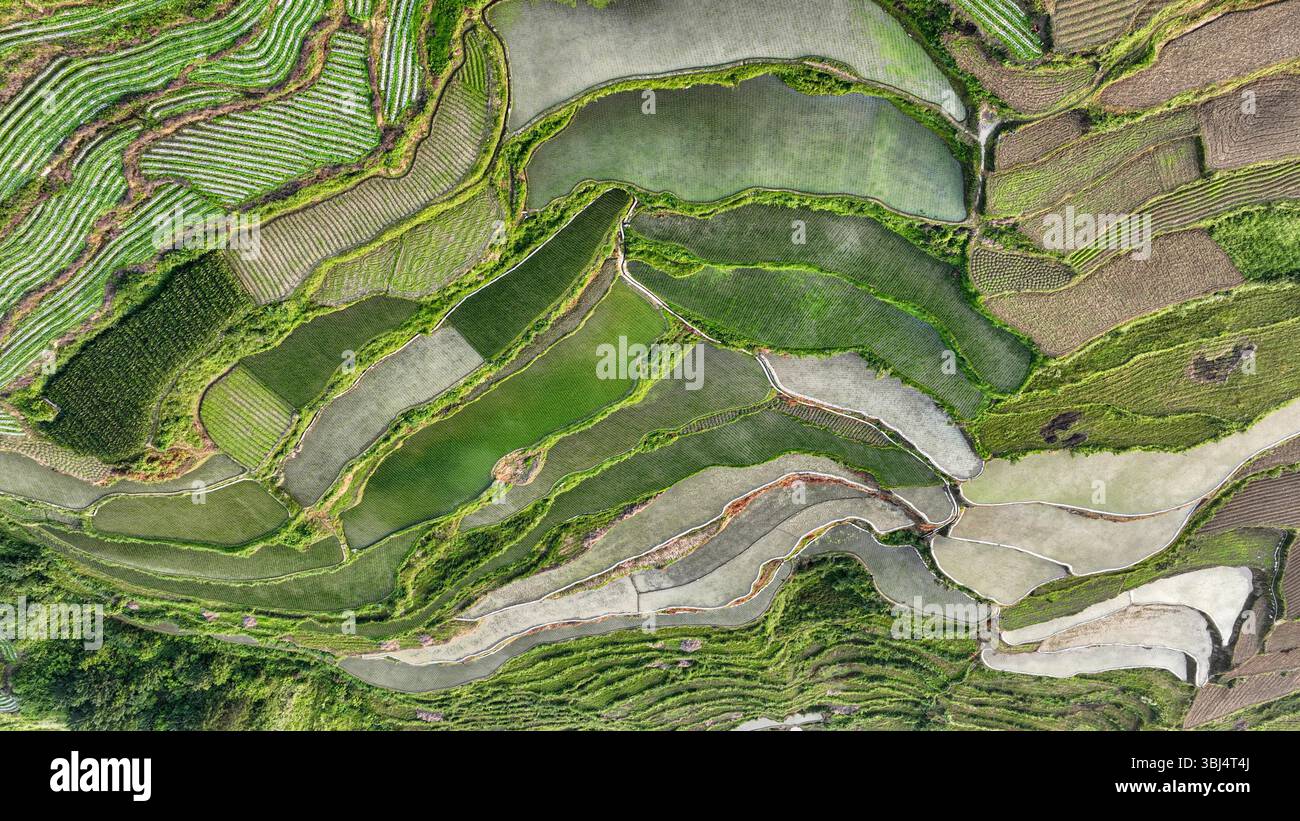 Aerial photo shows the terraced field in Youyang County, Chongqing ...