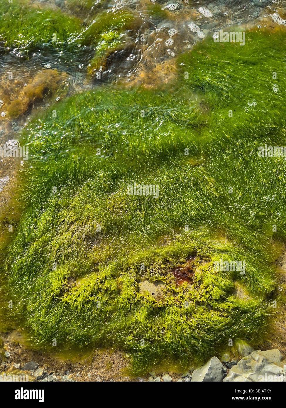 Water surface covered algae hi-res stock photography and images - Alamy