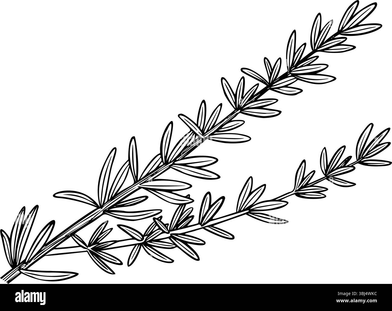 Vector illustration of Thyme sprigs in outline style. Black etching ...