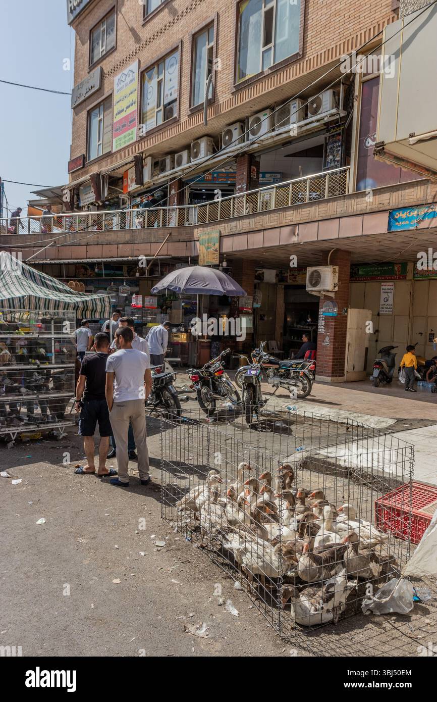 SULAYMANIYAH, IRAQ - OCTOBER 7, 2022: Caged ducks at the Naqib market ...