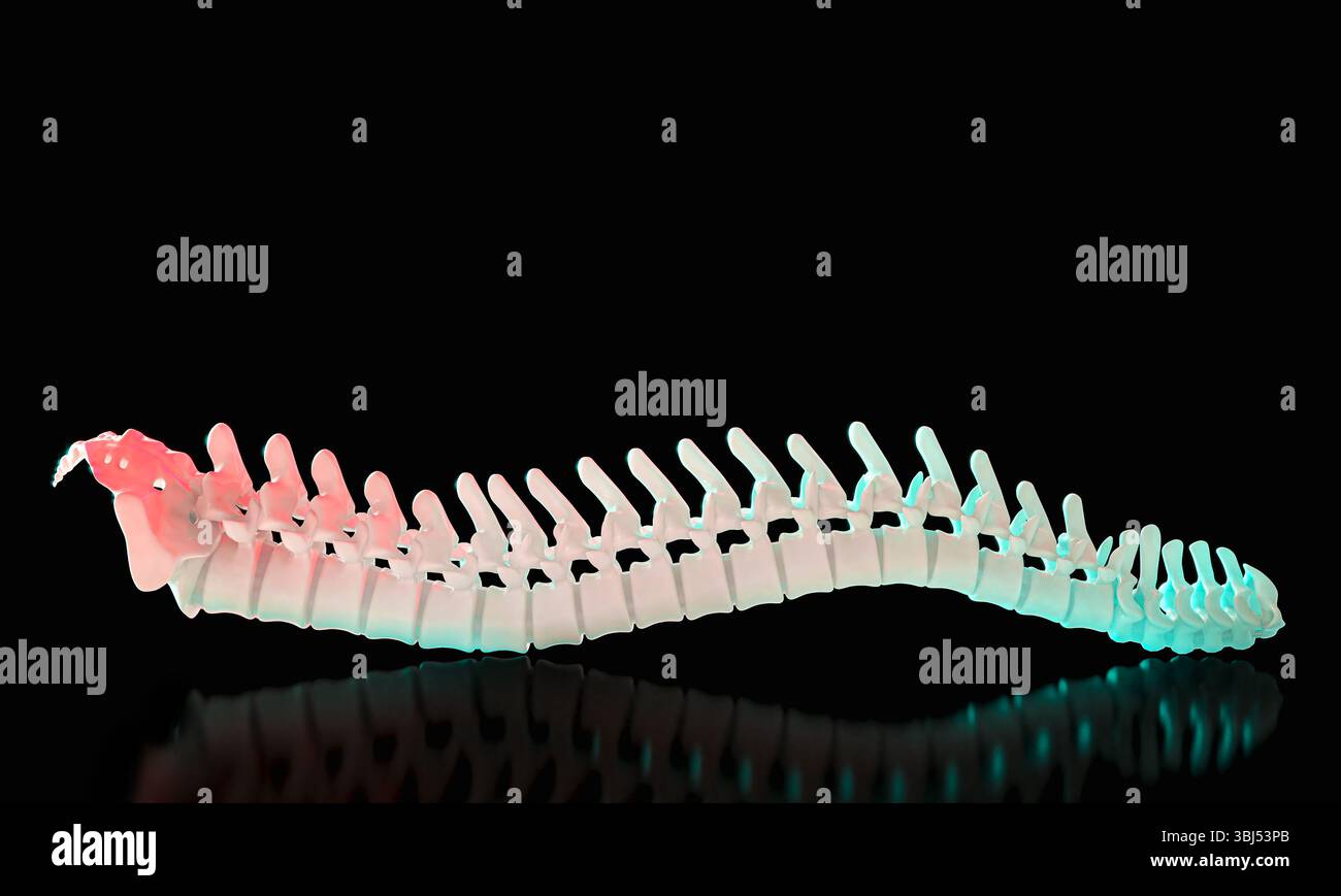 Spine anatomy hi-res stock photography and images - Alamy