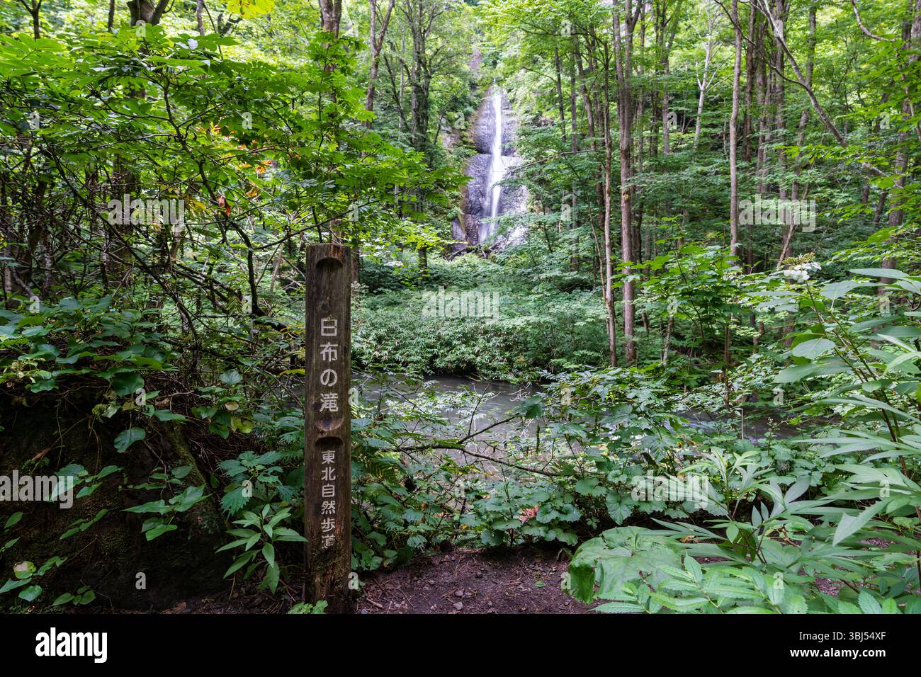 Shirafu Falls, a powerful direct waterfall on the Oirase Stream, viewed ...