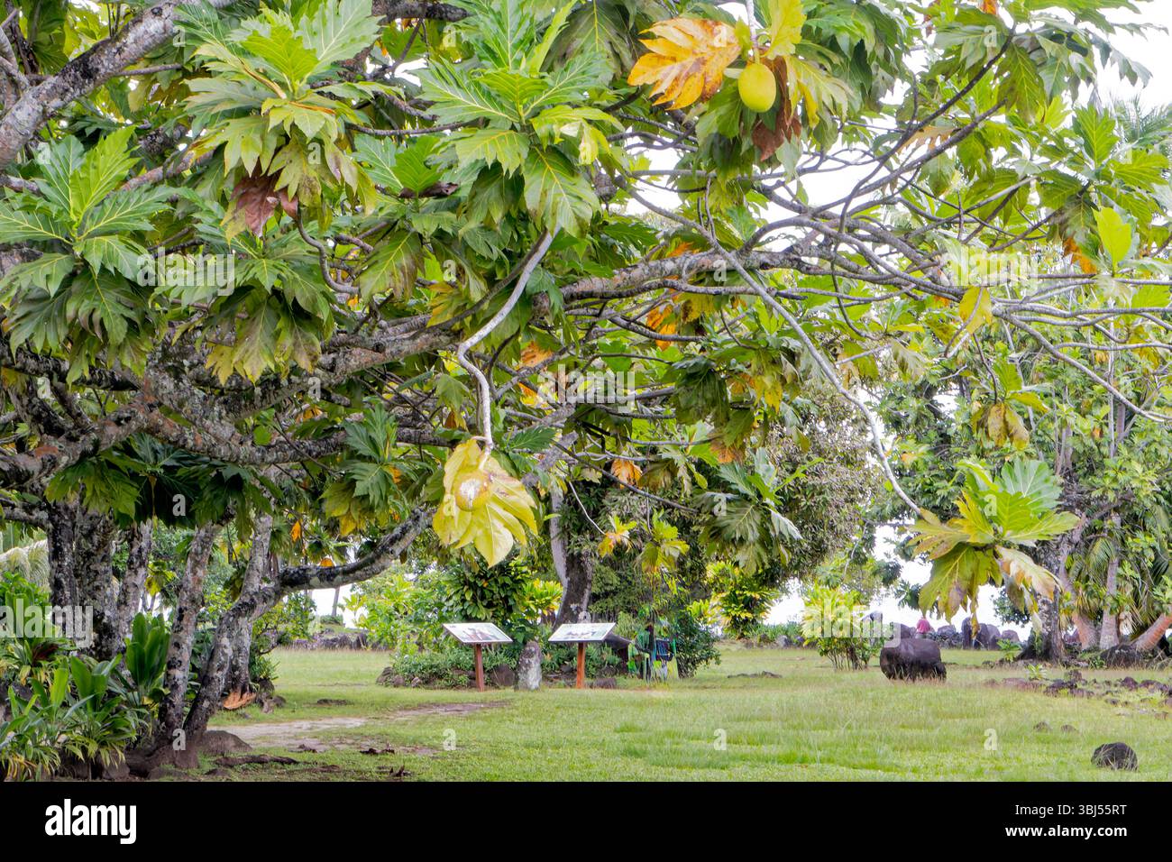 Rarotonga, Cook Islands Stock Photo - Alamy